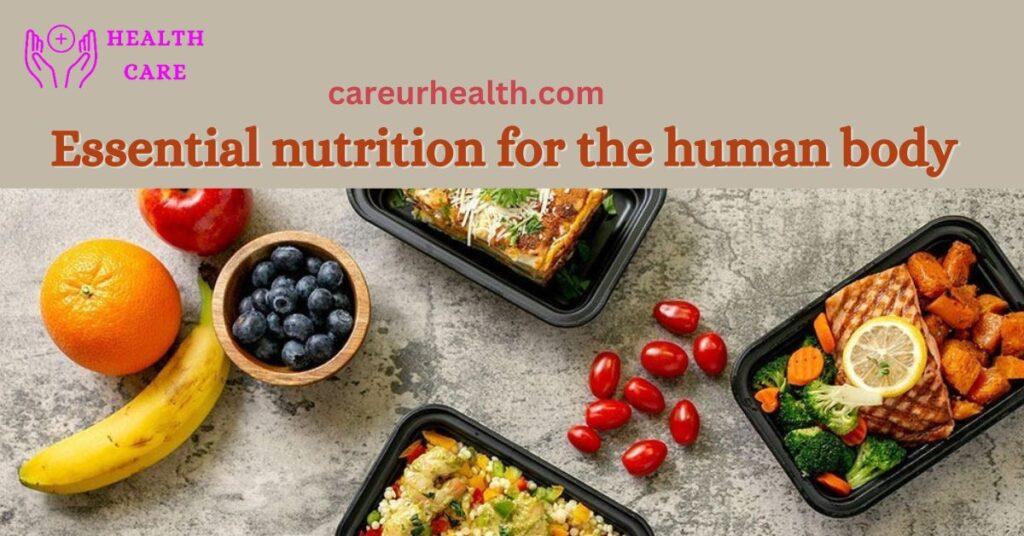 Essential nutrition for the human body-Add these to your daily meal